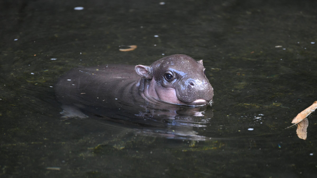Kansas zoo names baby hippo born on Hanukkah 'Latke' – The Forward