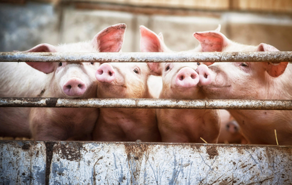How pork came to define Jews through the centuries – The Forward