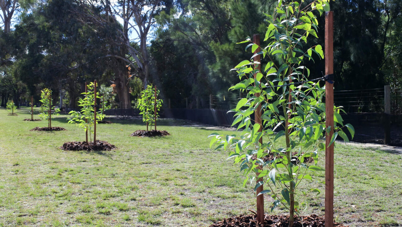 The Complete History of the Sheitel – The Forward