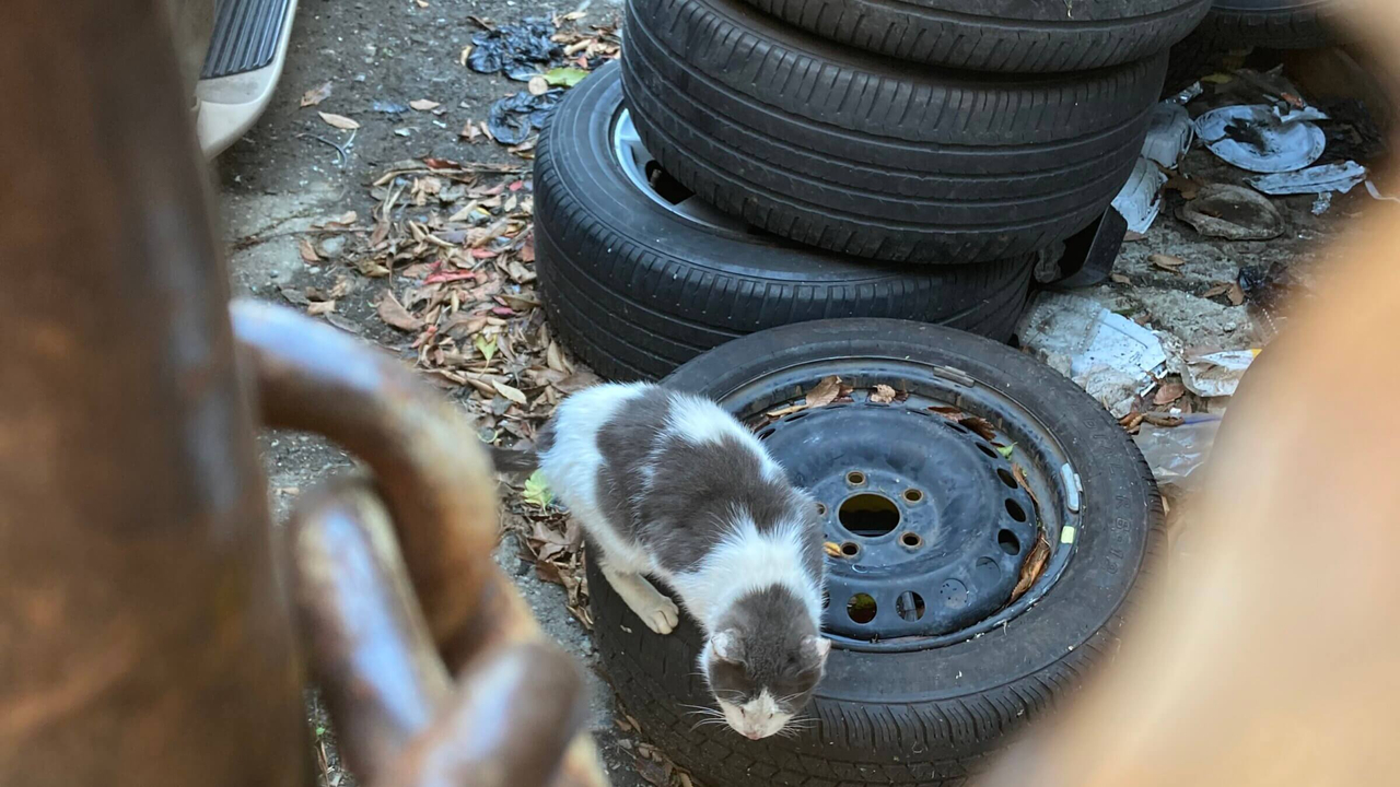 The Jewish rescuer caring for Brooklyn's feral cats – The Forward