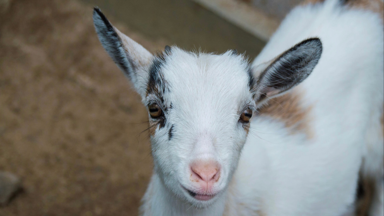 Tidbits: Nine Jews try to smuggle sacrificial goat onto Temple Mount ...