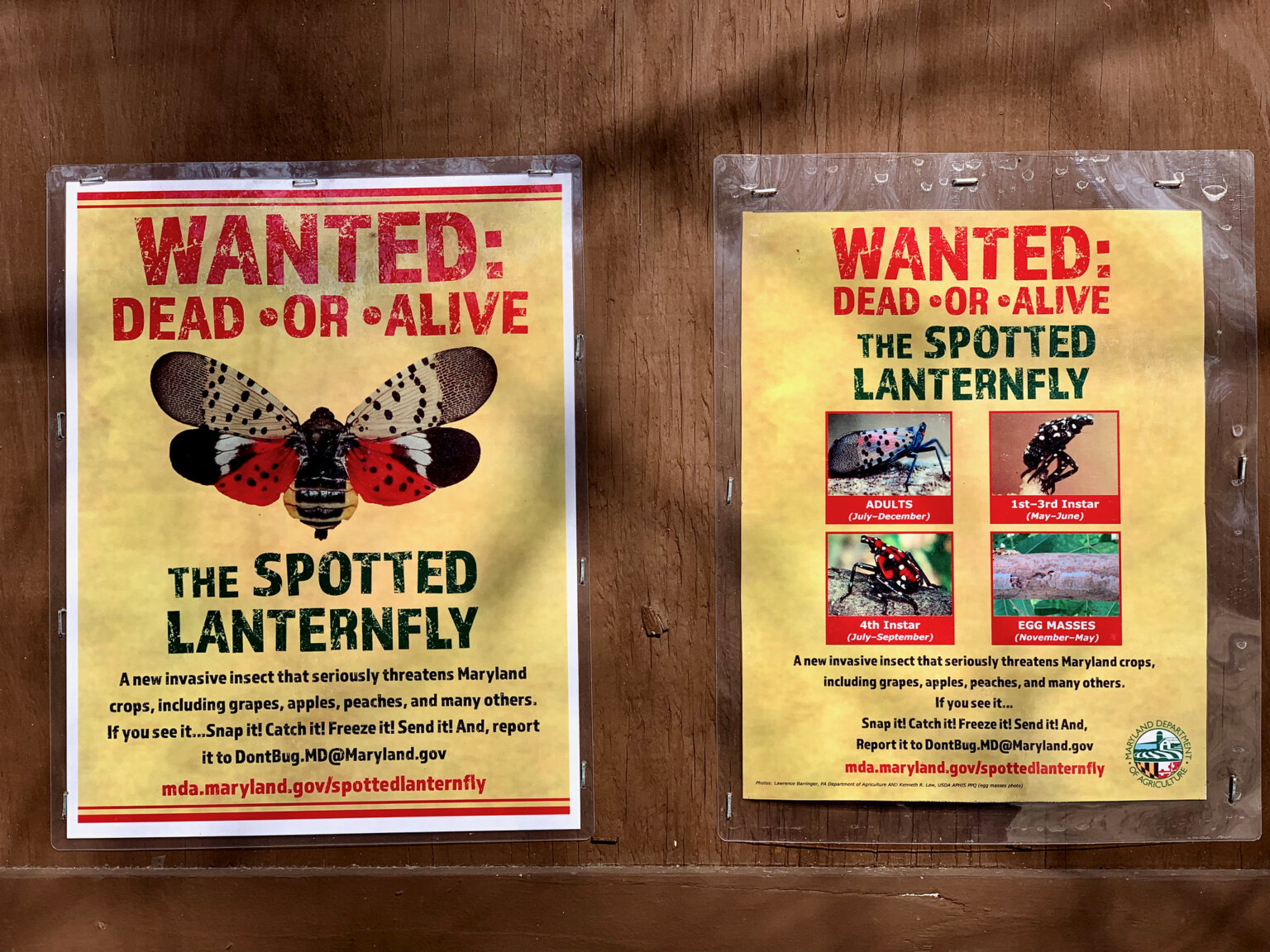 The lanternfly is a menace. Does Jewish law permit squishing it? – The ...