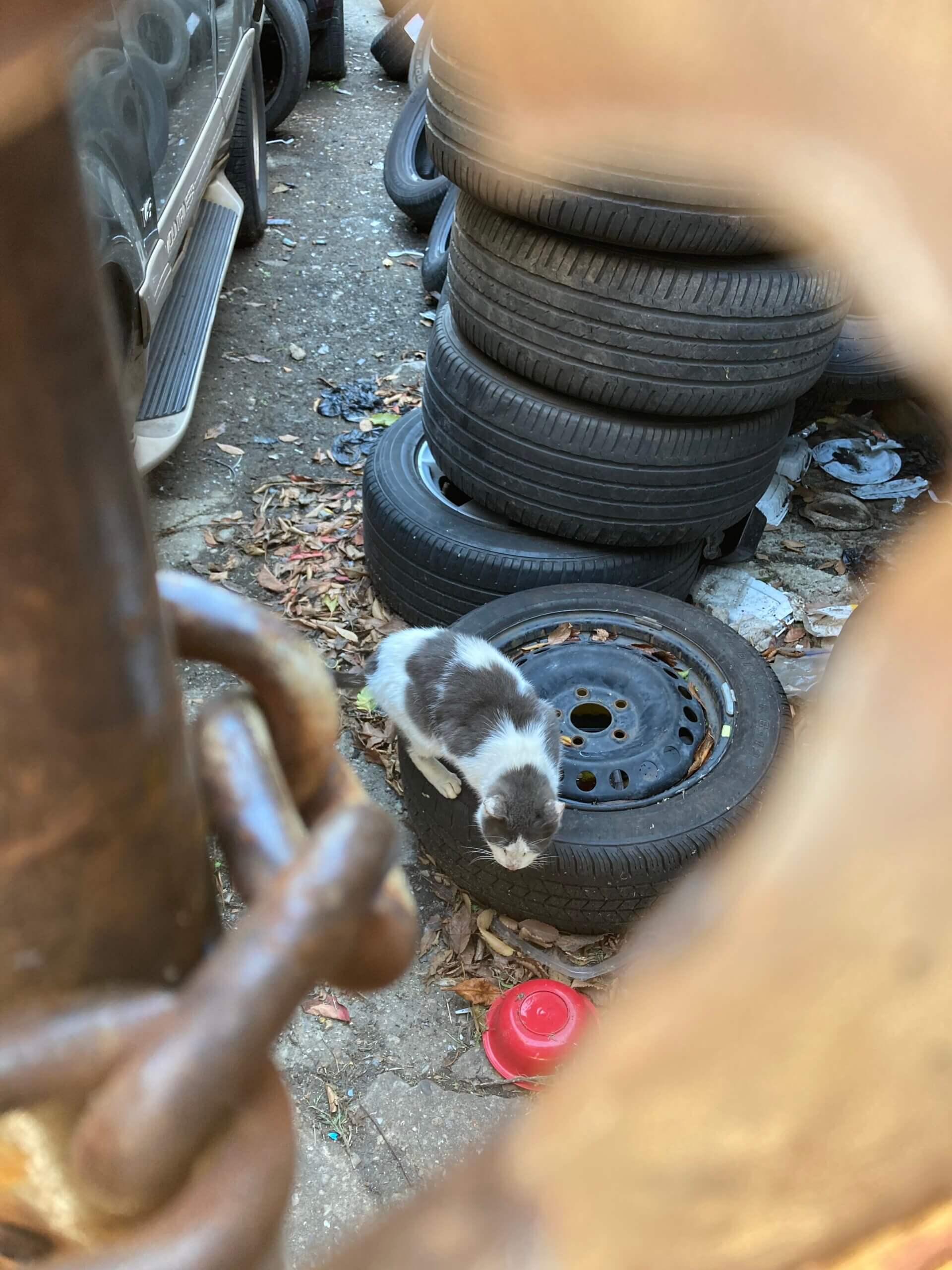 The Jewish rescuer caring for Brooklyn's feral cats – The Forward