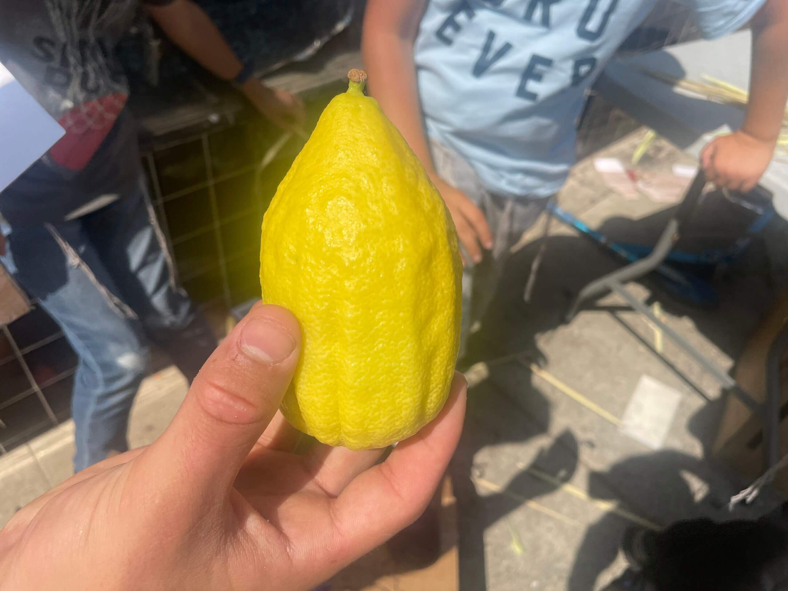 What’s the difference between a $40 etrog and a $100 etrog? You’ll need ...