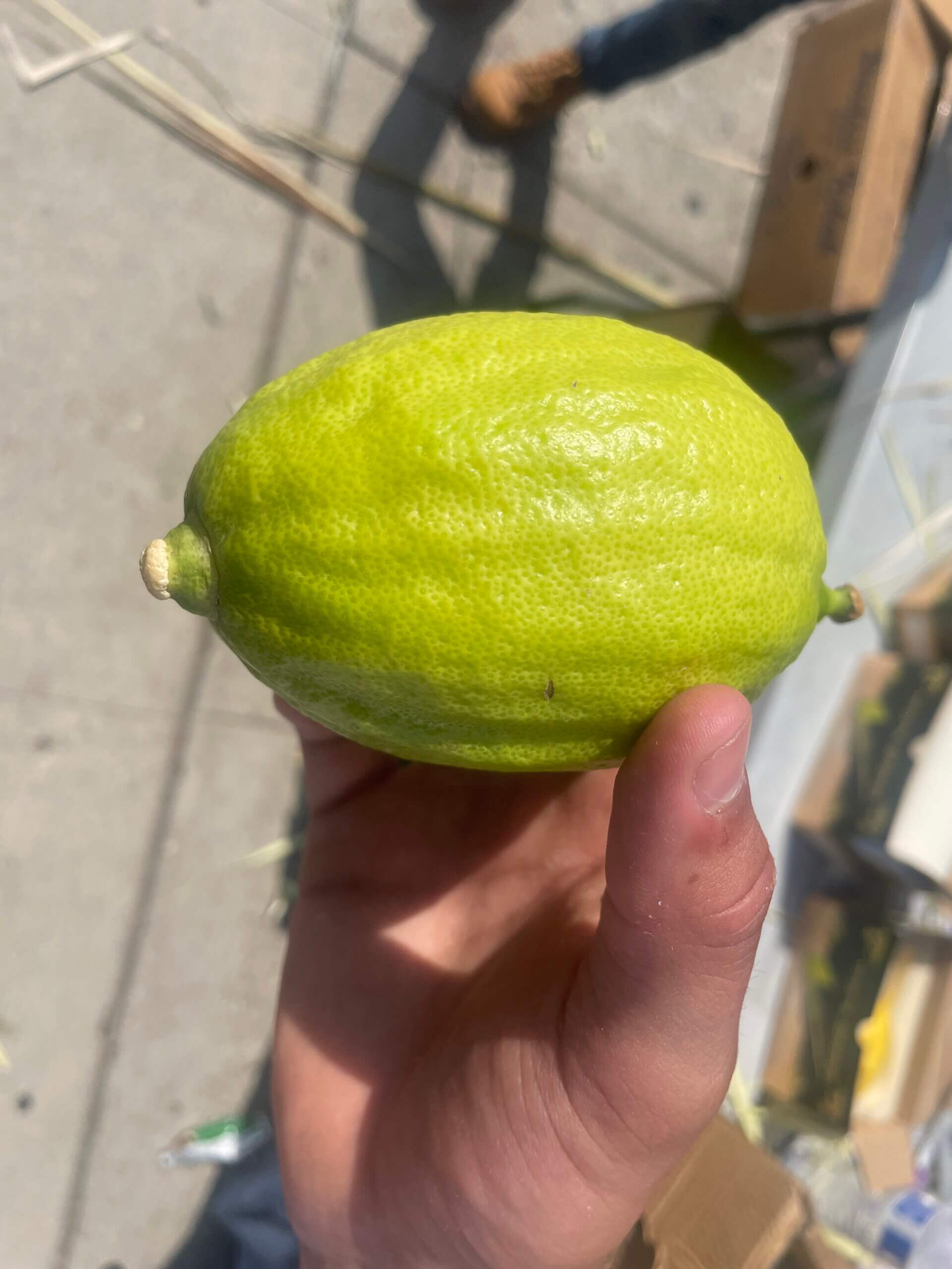 What’s the difference between a $40 etrog and a $100 etrog? You’ll need ...