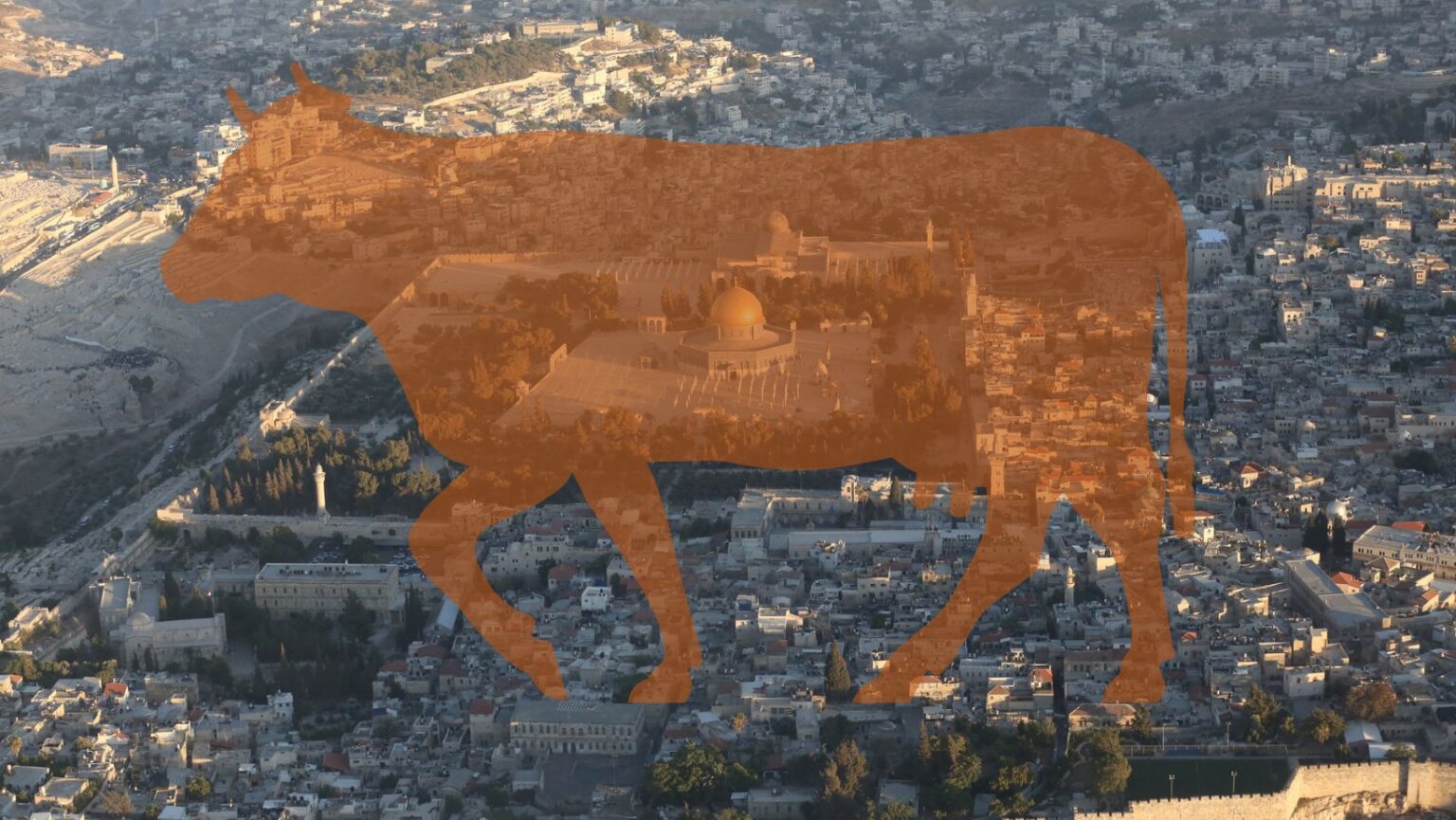 Does a heifer herald the building of the Third Temple – The Forward