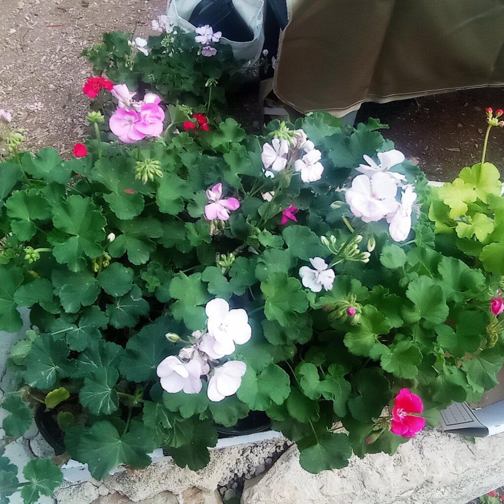 A Jerusalem market blooms to help Gaza-area farmers hit by war – The ...