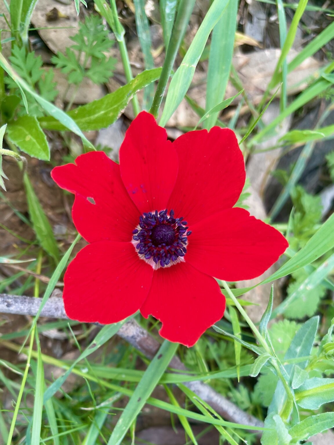 In Israel, near Gaza, wartime wildflowers draw few visitors – The Forward