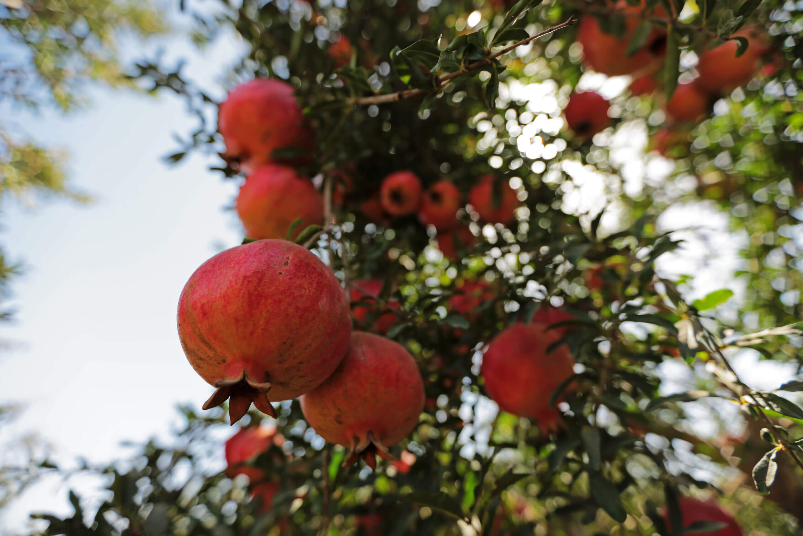 Why Jews see pomegranates as symbols of both love and war – The Forward
