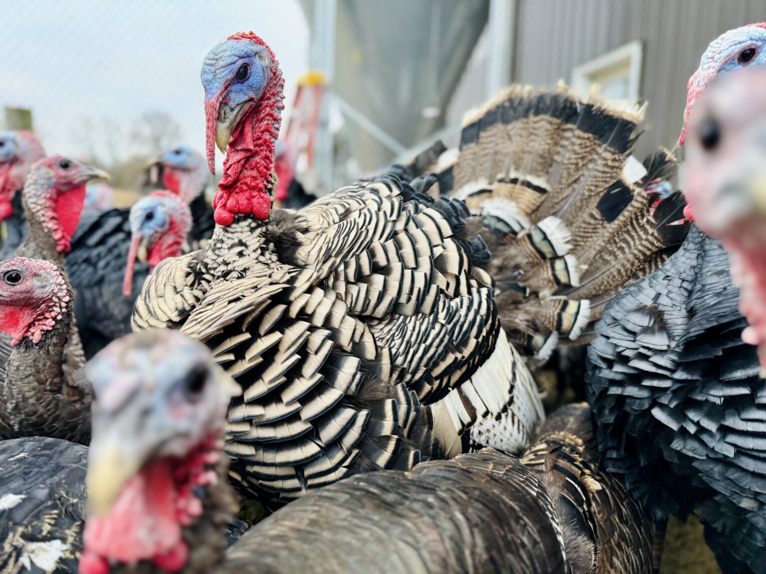 The kosher farm reviving heritage turkeys, in time for Thanksgiving ...