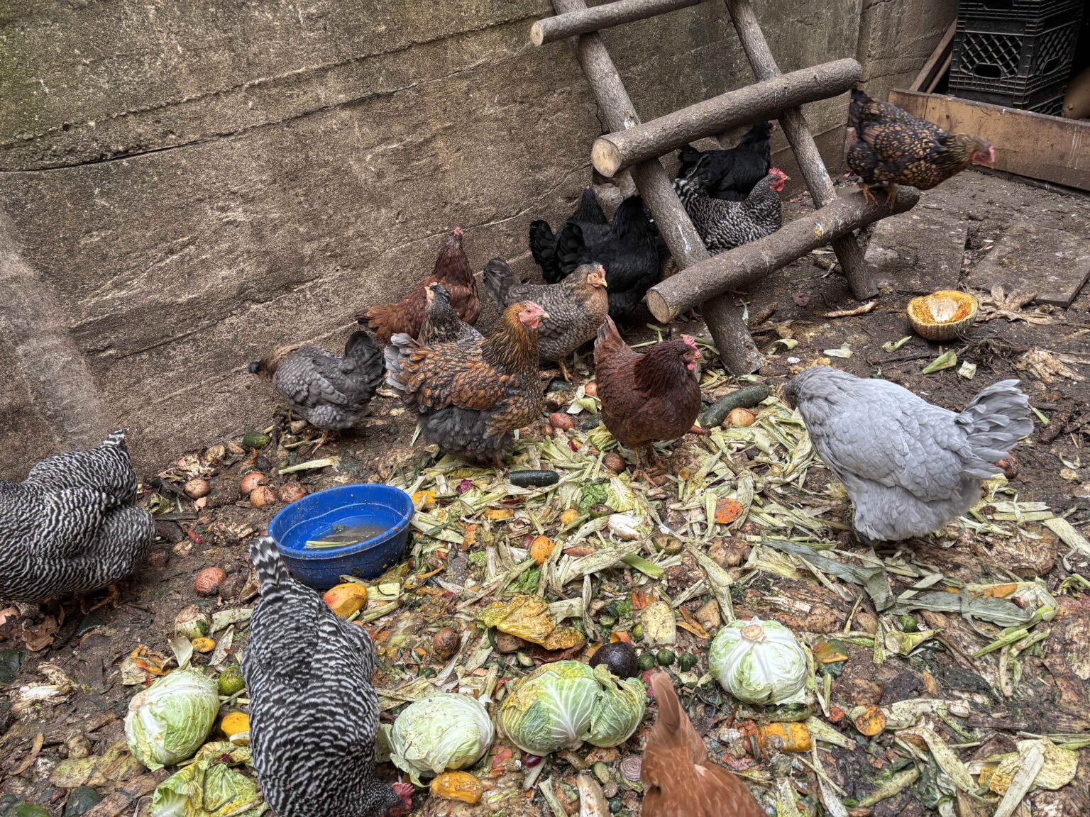 Meet Crown Heights' Hasidic St. Francis of Assisi – The Forward